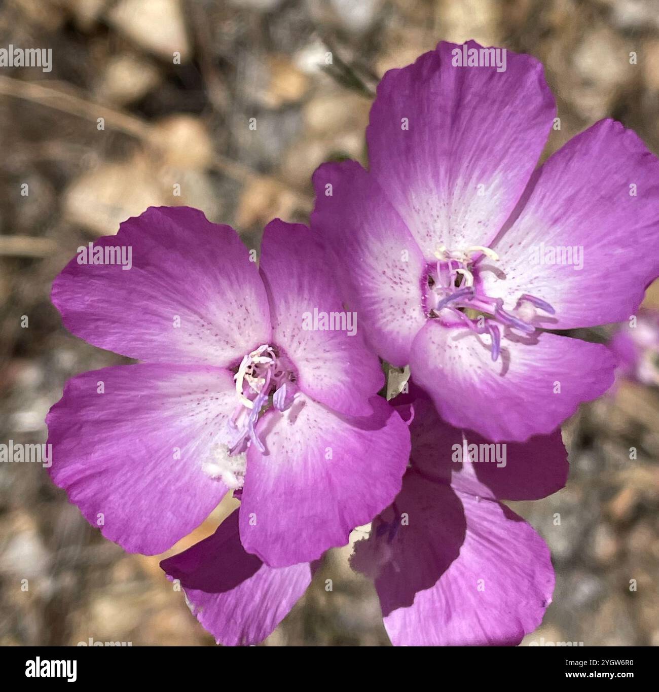 Lewis' Clarkia (Clarkia lewisii Stock Photo - Alamy