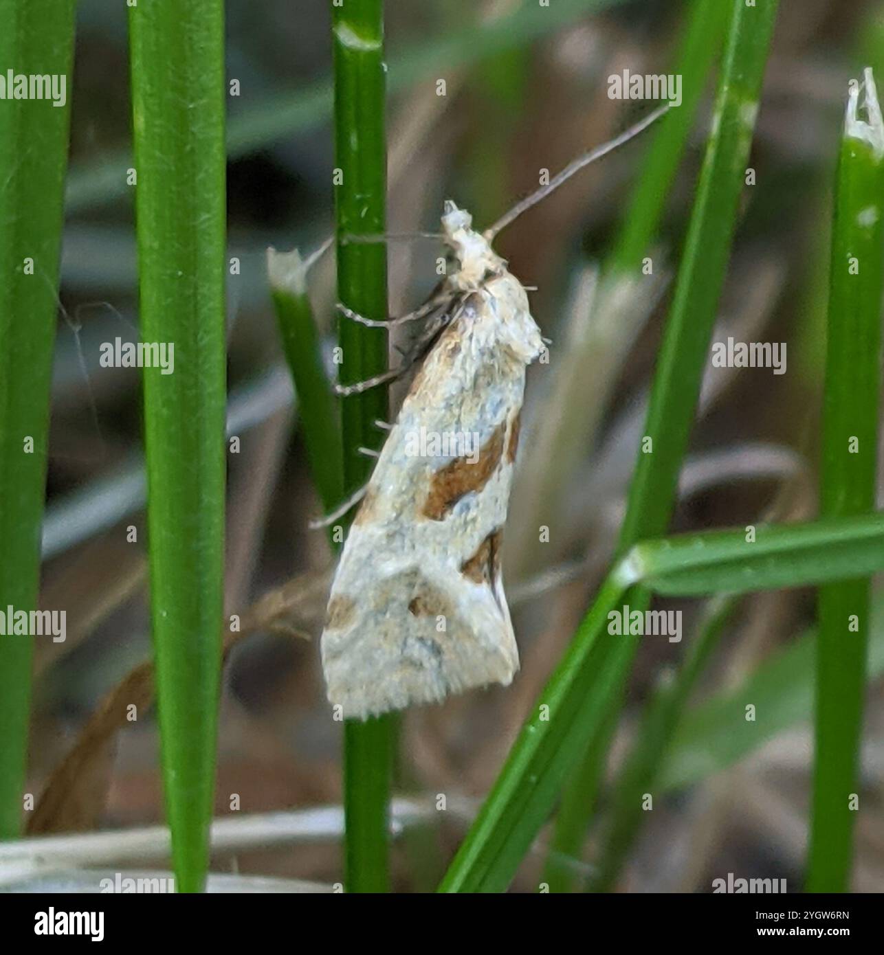 Smeathmann's Aethes Moth (Aethes smeathmanniana Stock Photo - Alamy