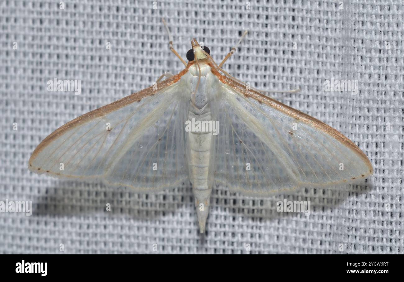 Four-spotted Palpita Moth (Palpita quadristigmalis Stock Photo - Alamy