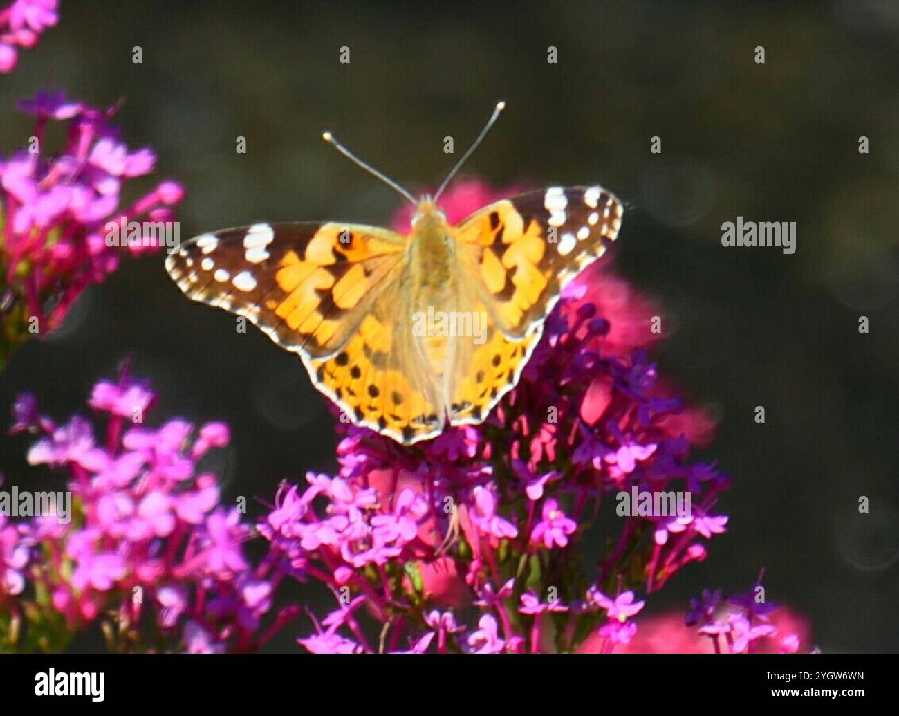Painted Lady (Vanessa cardui Stock Photo - Alamy