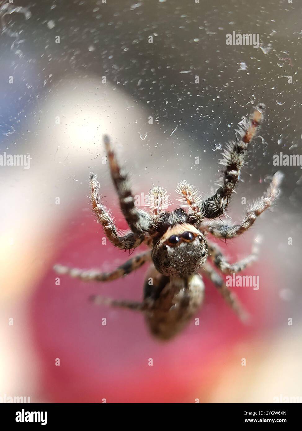 Fencepost jumping spider (Marpissa muscosa Stock Photo - Alamy
