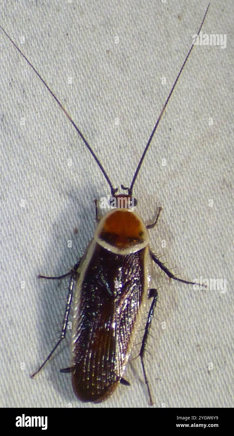 Pale-bordered Field Cockroach (Pseudomops septentrionalis Stock Photo ...
