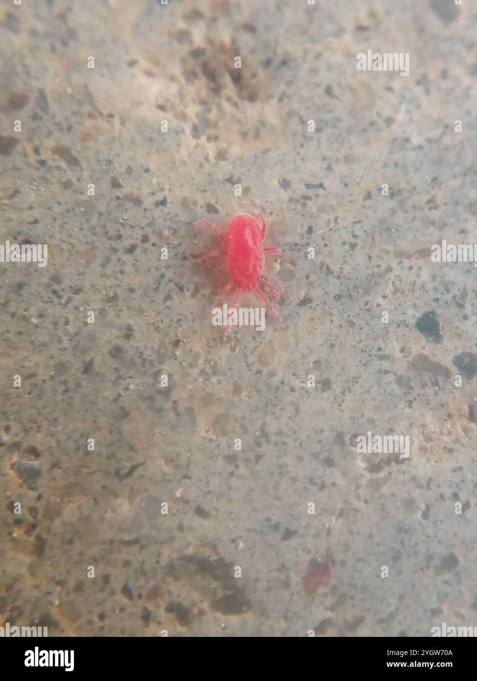 Trombidiform hi-res stock photography and images - Alamy