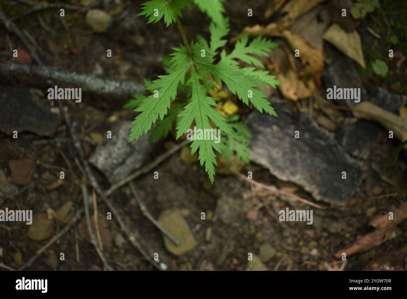 American ipecac hi-res stock photography and images - Alamy