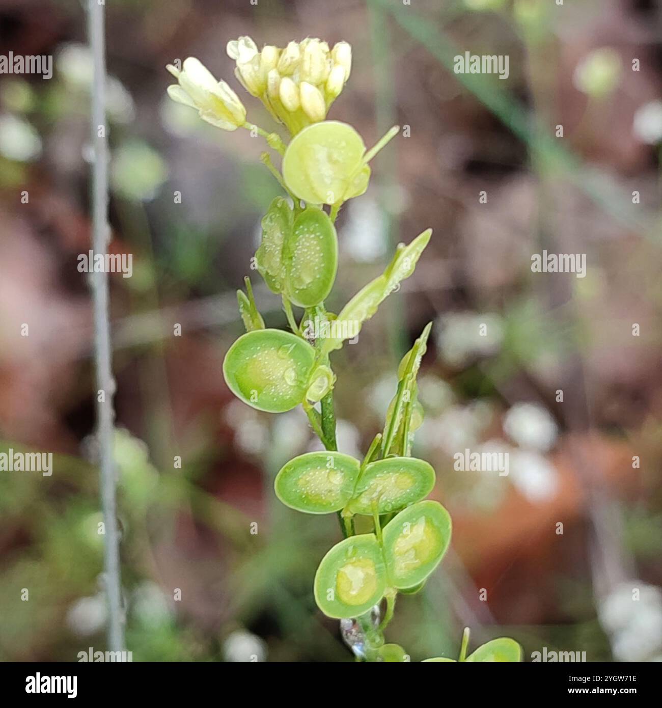 Common Buckler-mustard (Biscutella laevigata Stock Photo - Alamy