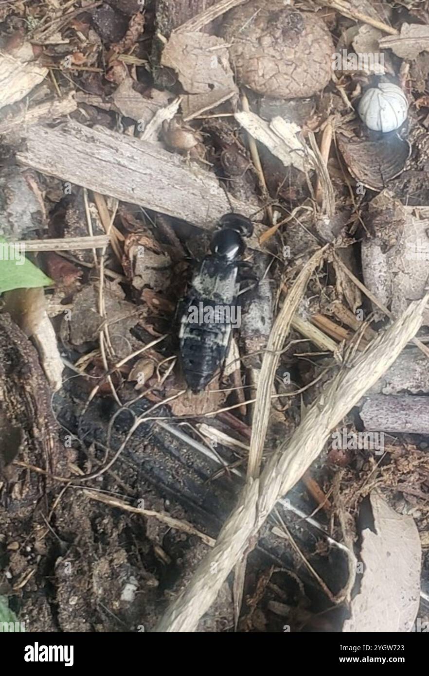 hairy rove beetle (Creophilus maxillosus Stock Photo - Alamy