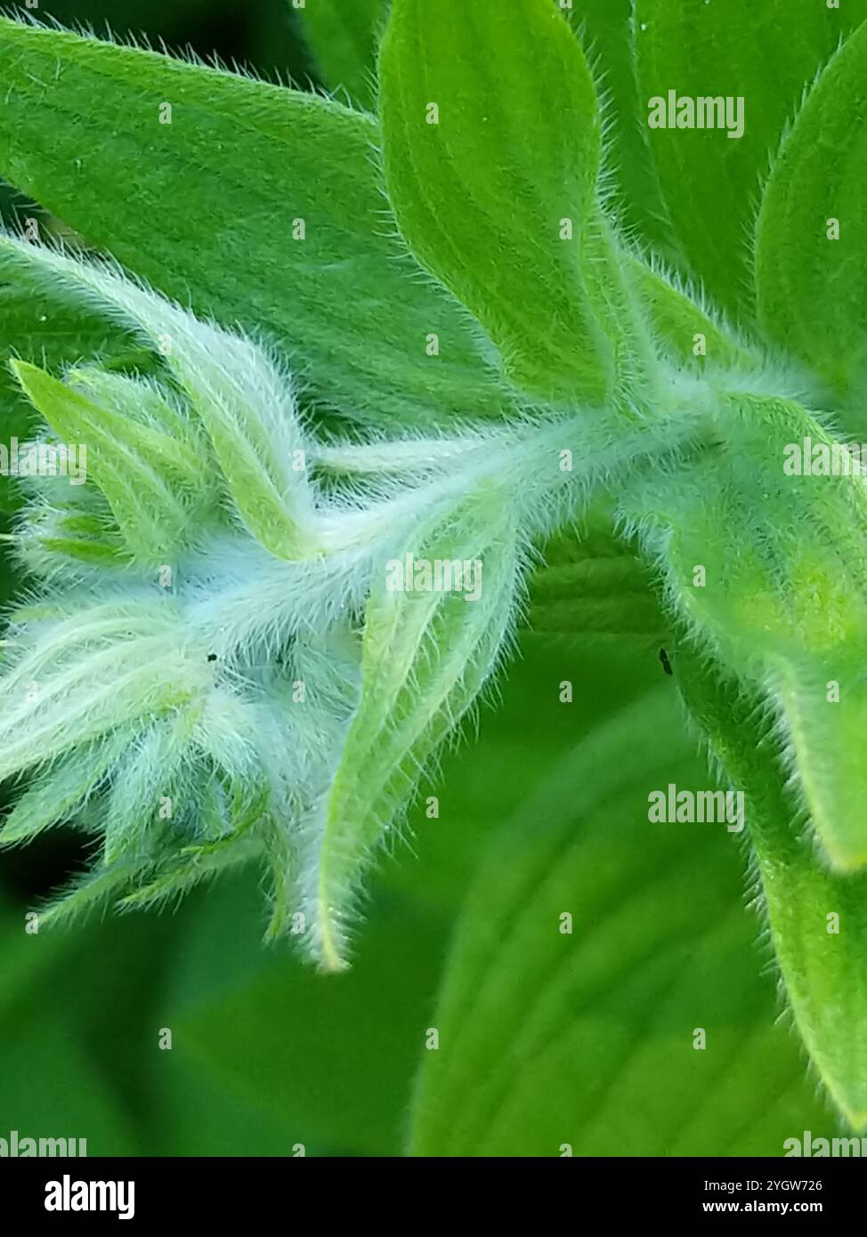 false gromwell (Lithospermum parviflorum Stock Photo - Alamy