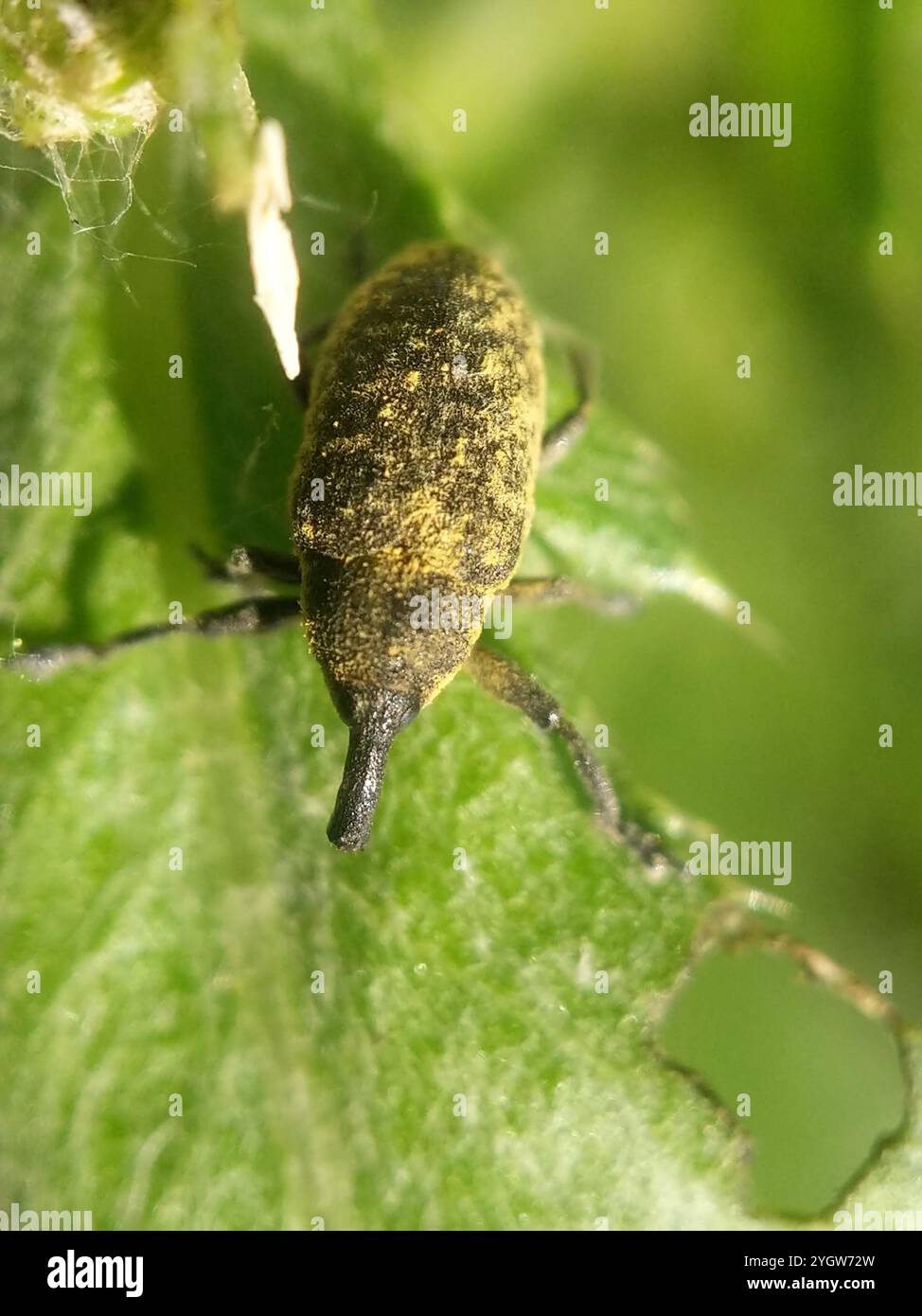 Carlinae hi-res stock photography and images - Alamy