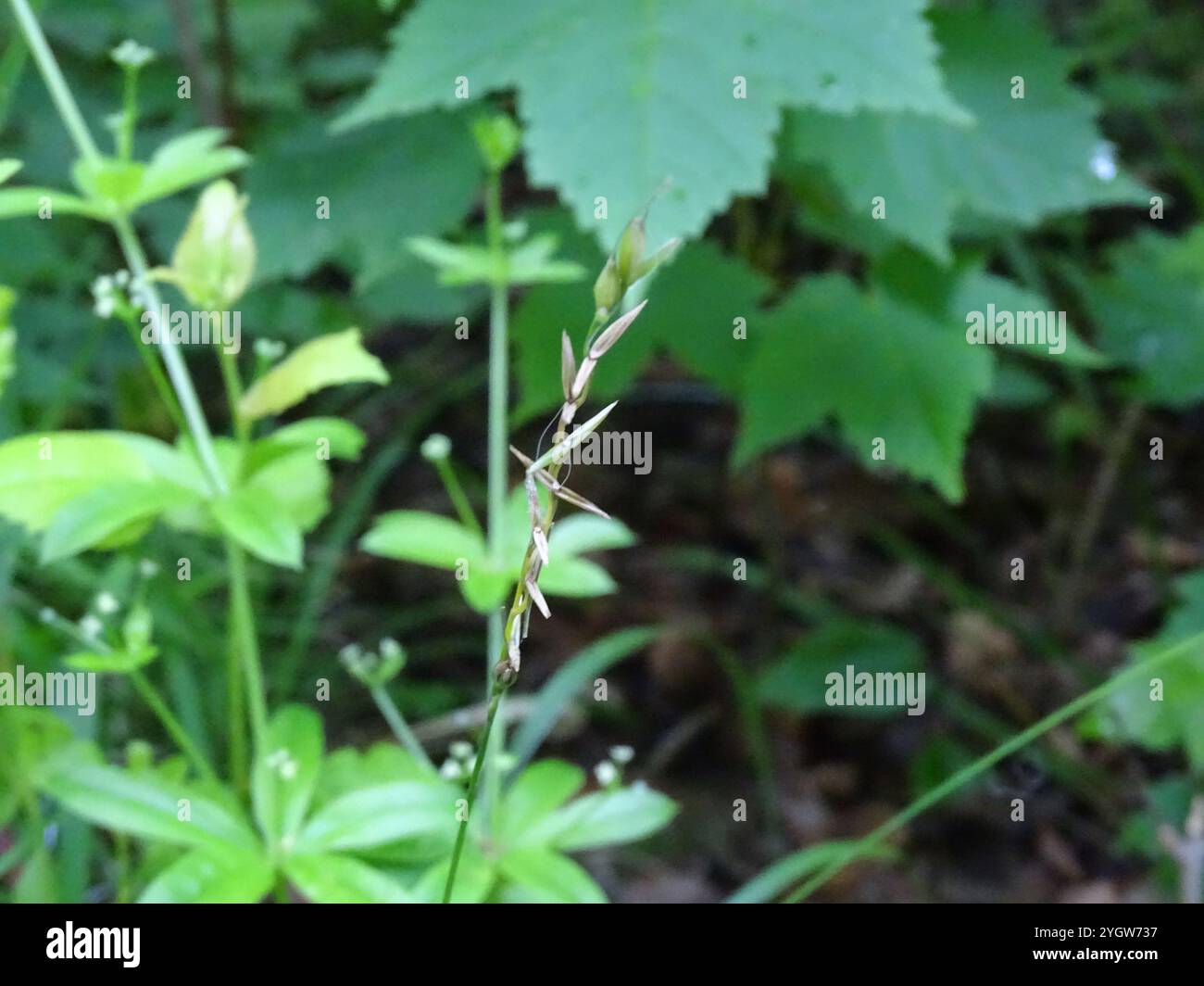 Oryzopsis asperifolia hi-res stock photography and images - Alamy