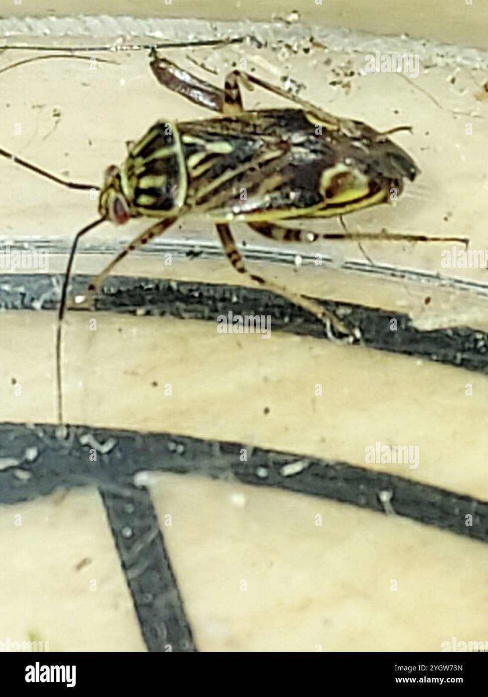 North American Tarnished Plant Bug (Lygus lineolaris Stock Photo - Alamy