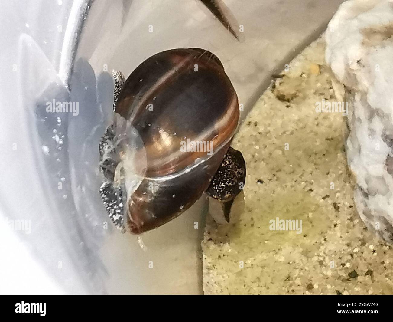 Melantho hi-res stock photography and images - Alamy