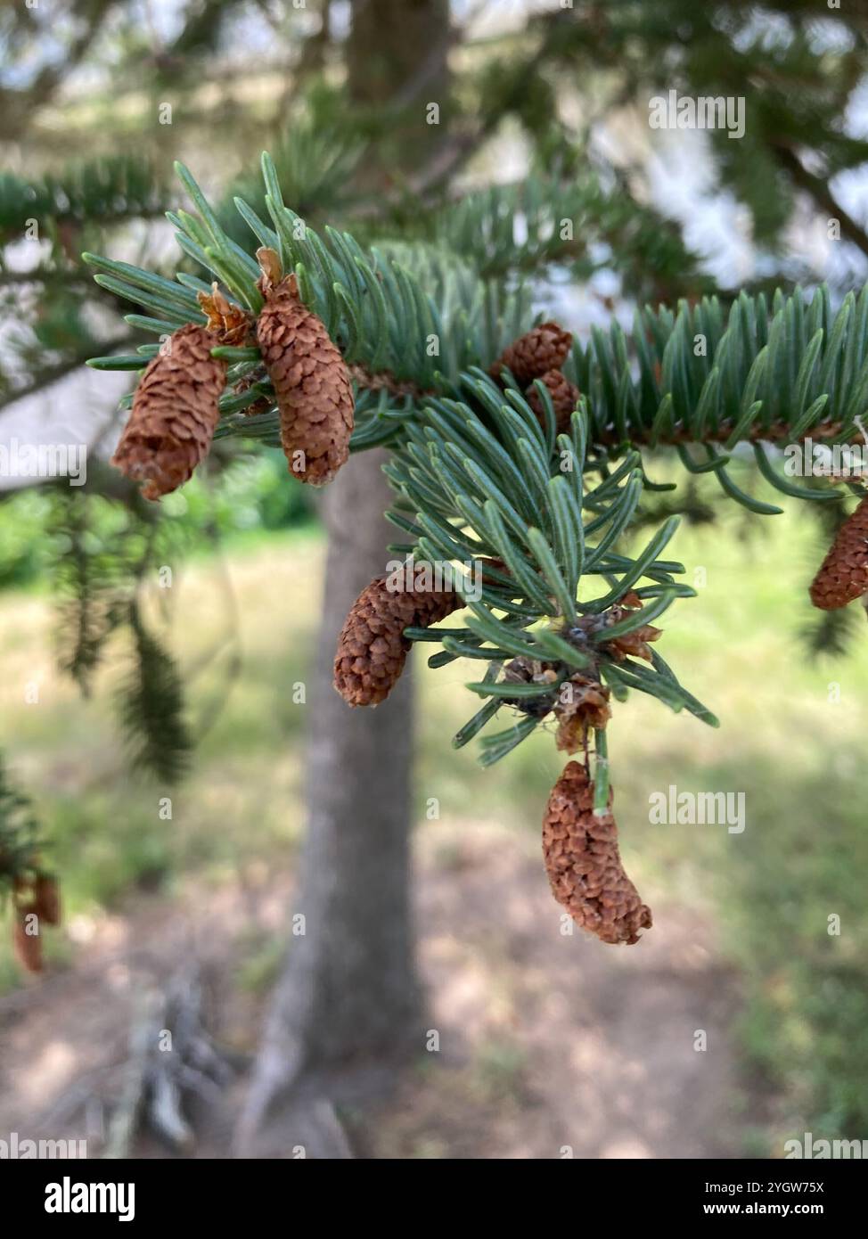 pine family (Pinaceae Stock Photo - Alamy