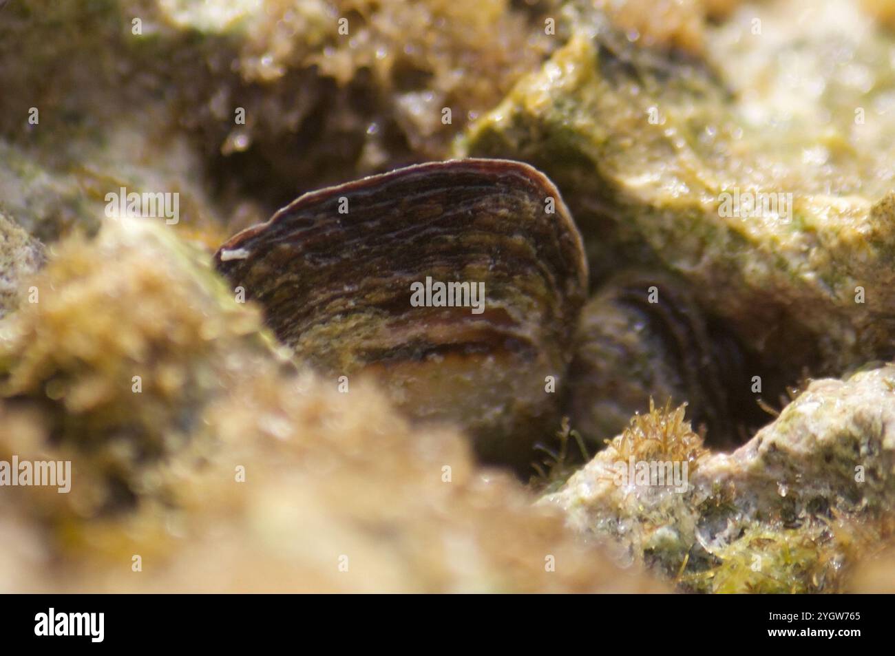 Purse Oysters (Isognomon Stock Photo - Alamy