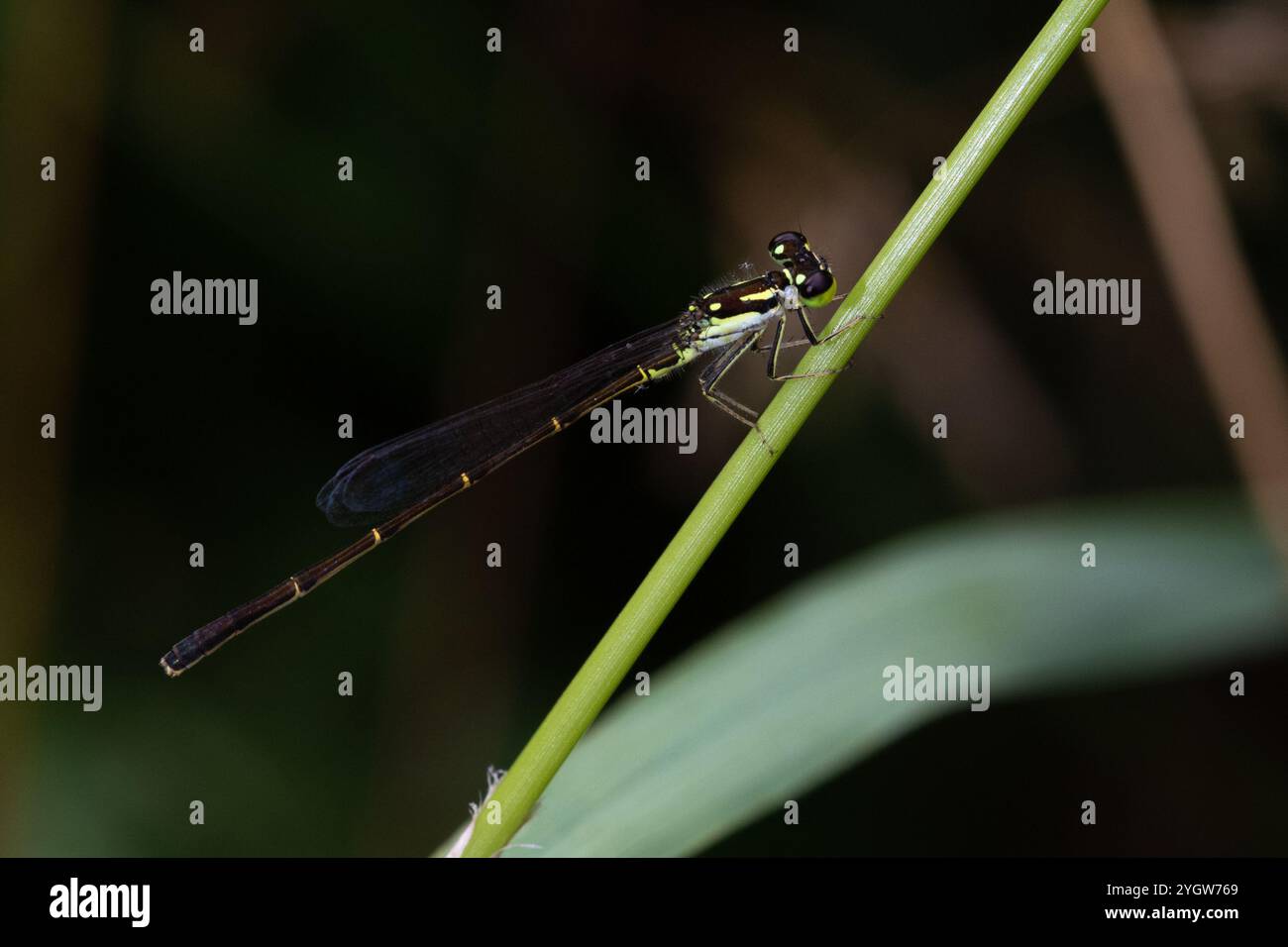 Fragile Forktail (Ischnura posita Stock Photo - Alamy