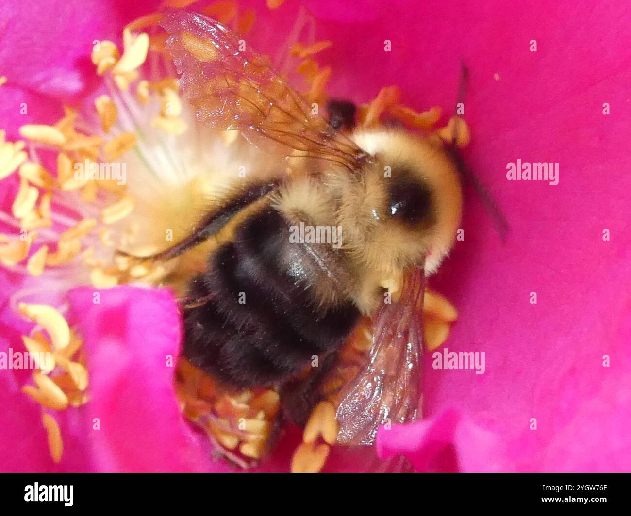 Two-spotted Bumble Bee (Bombus bimaculatus Stock Photo - Alamy