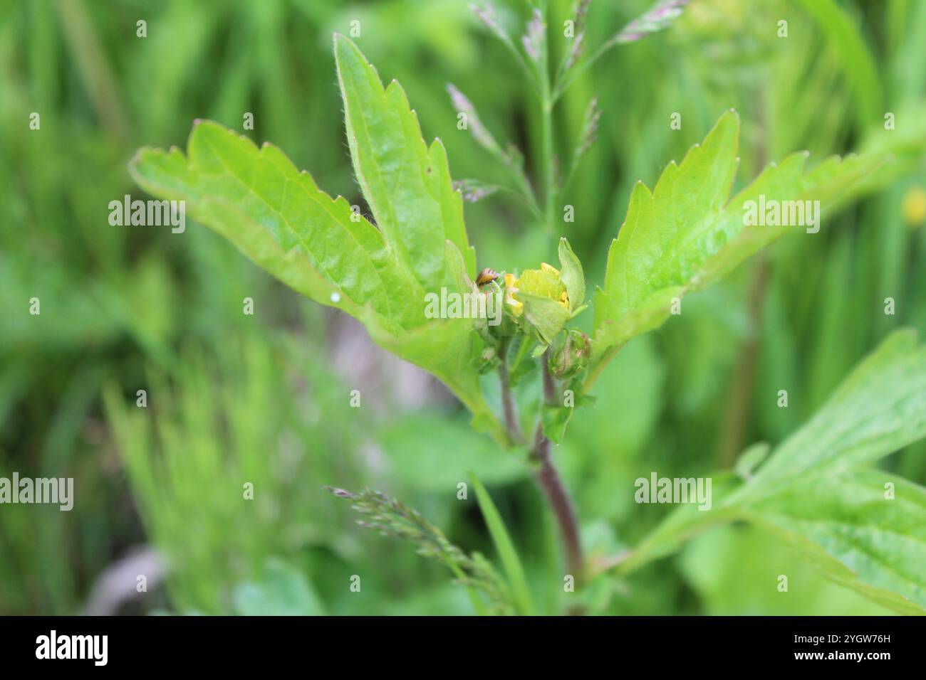 Yellow Avens (Geum aleppicum Stock Photo - Alamy