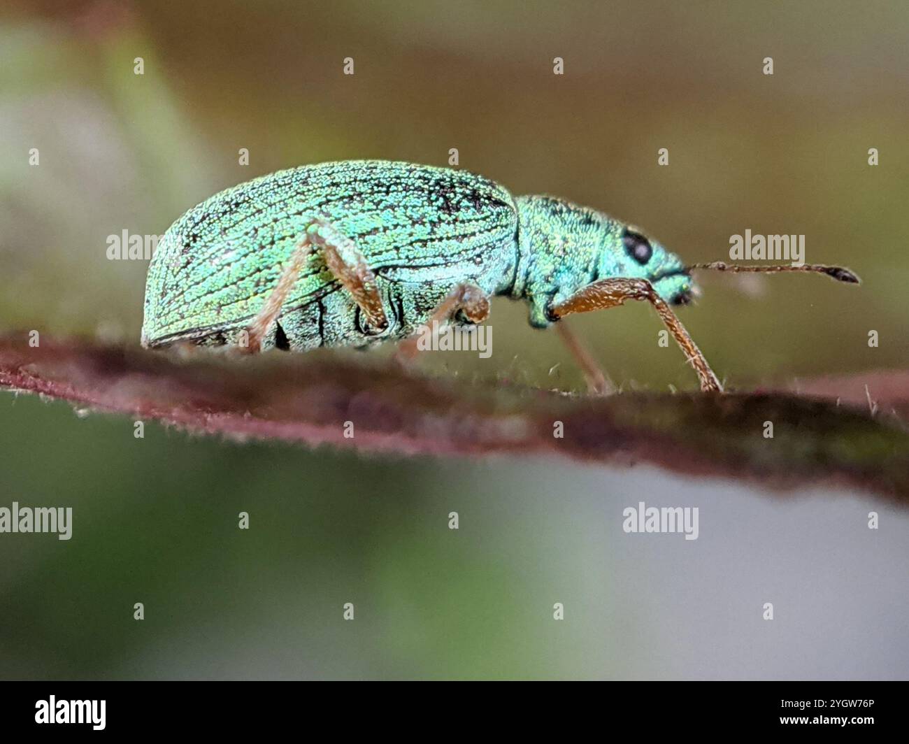 Green Immigrant Leaf Weevil (Polydrusus formosus Stock Photo - Alamy