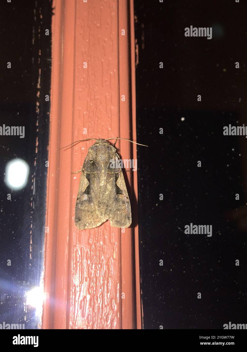 Setaceous Hebrew Character (Xestia c-nigrum Stock Photo - Alamy