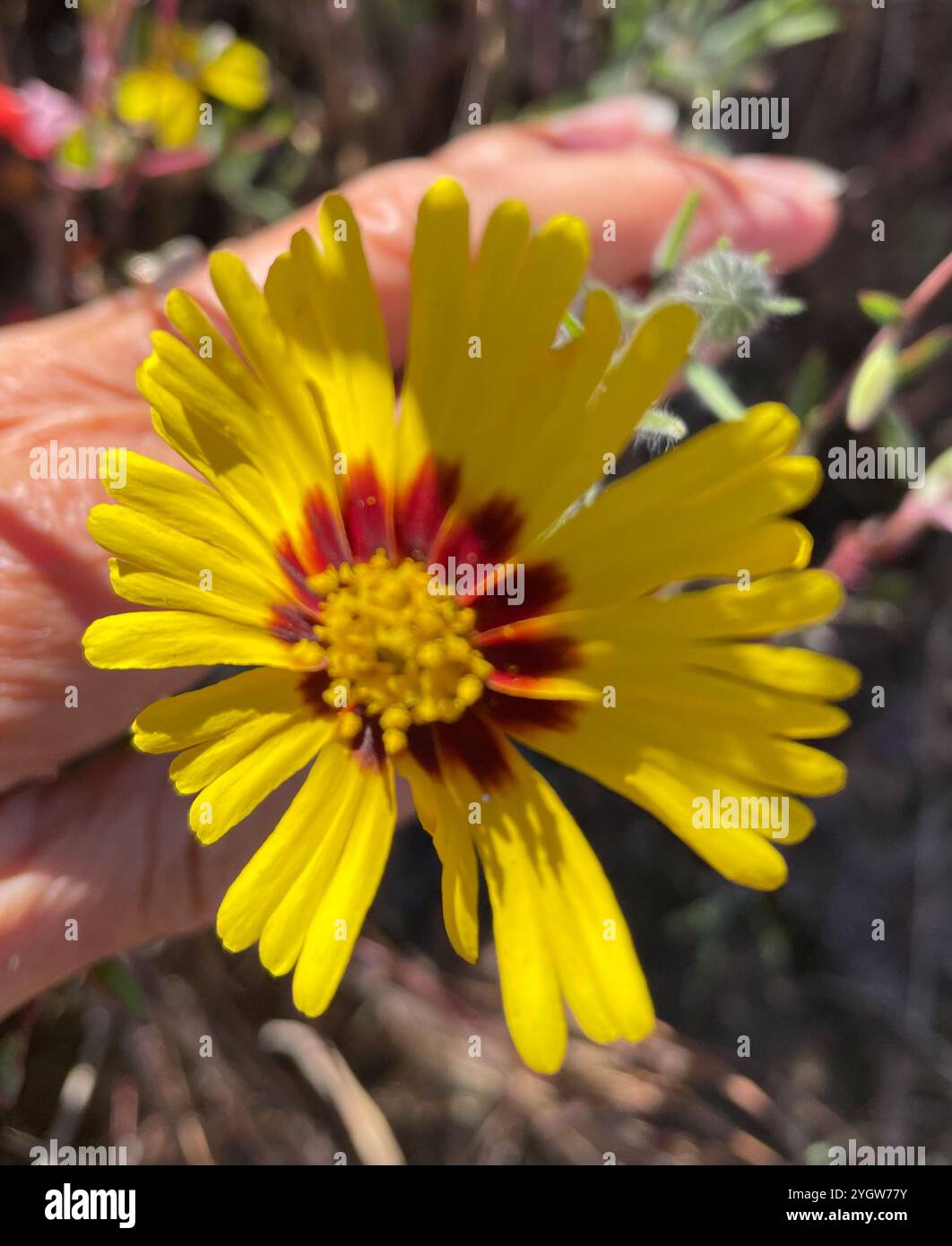 Common Madia (Madia elegans Stock Photo - Alamy