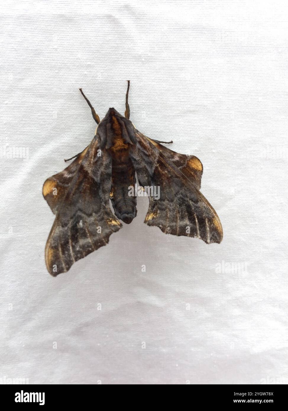 Small-eyed Sphinx (Paonias myops Stock Photo - Alamy