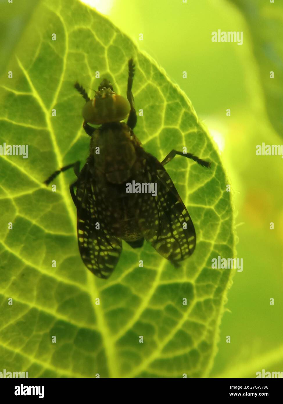 Dancing Kiss Fly (Platystoma seminationis Stock Photo - Alamy