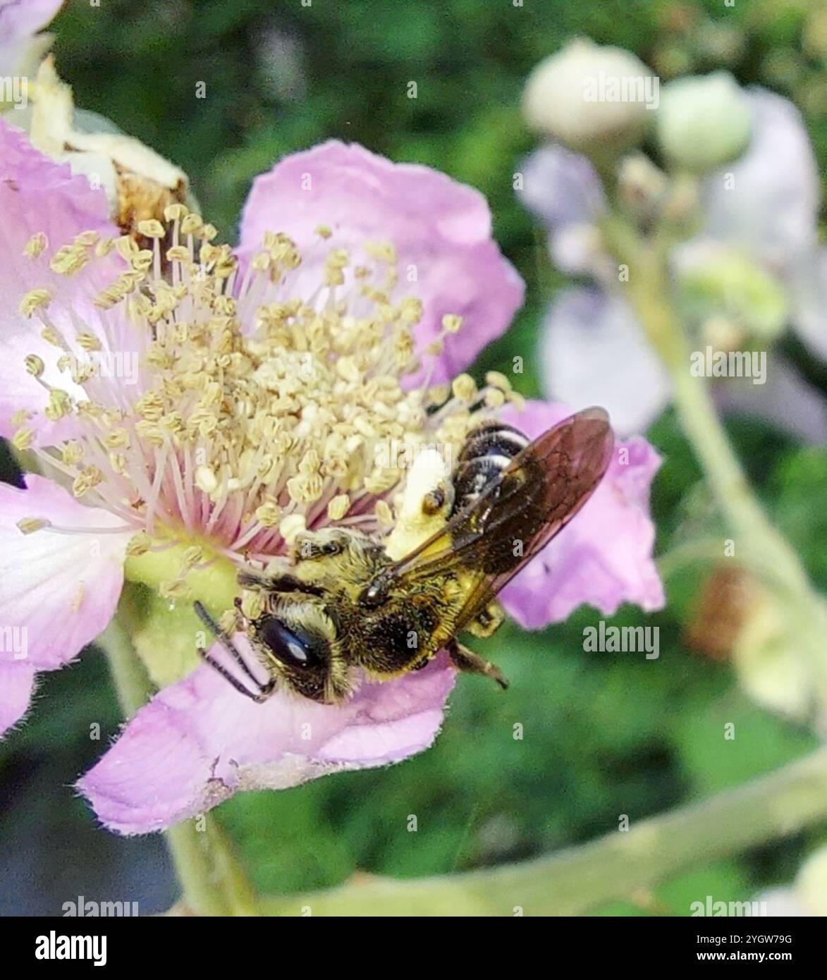 Mining Bees (Andrena Stock Photo - Alamy