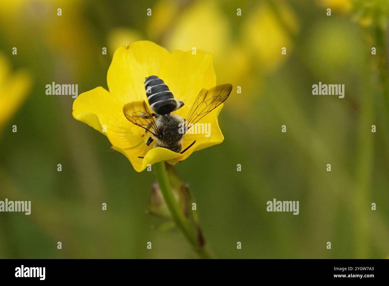 Western Leafcutter Bee (Megachile perihirta Stock Photo - Alamy