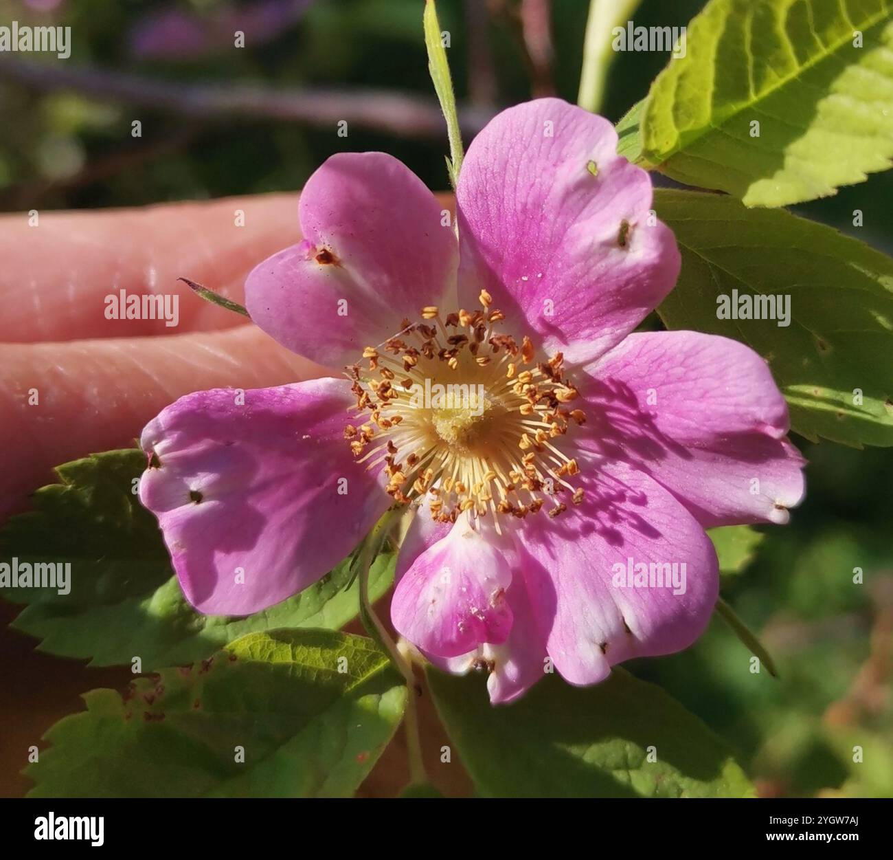 Cinnamon Rose (Rosa majalis Stock Photo - Alamy