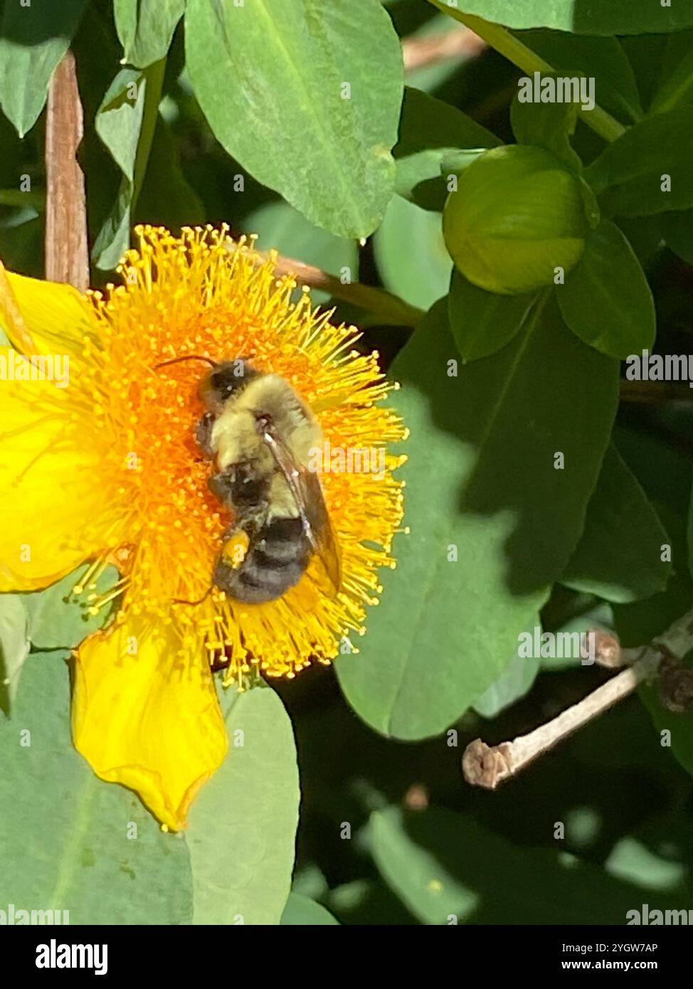 Common Eastern Bumble Bee (Bombus impatiens Stock Photo - Alamy