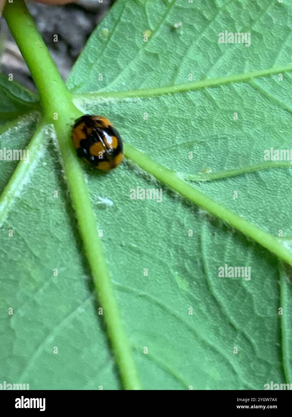 Two-spotted Lady Beetle (Adalia bipunctata Stock Photo - Alamy