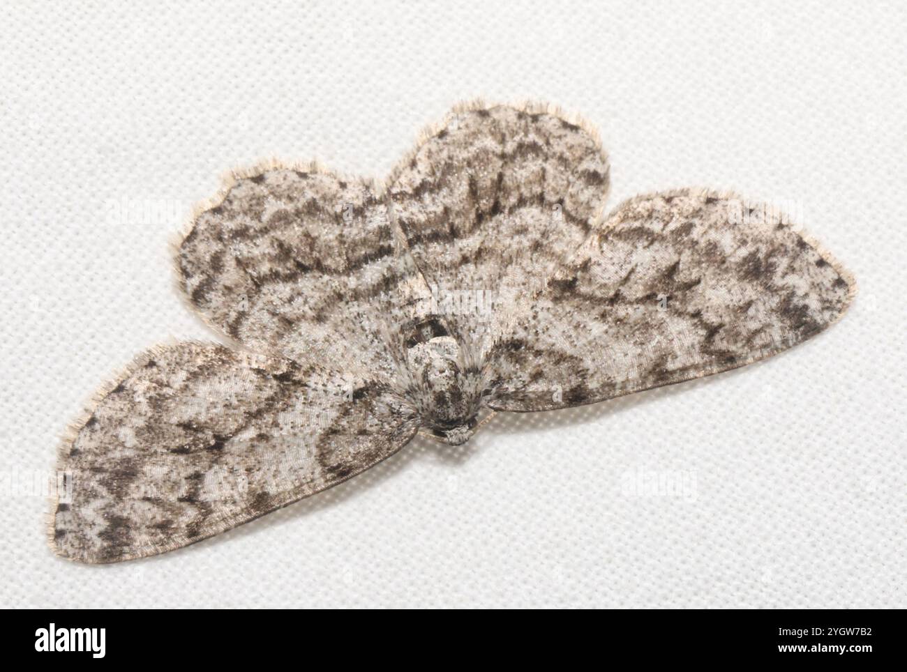 Small Engrailed (Ectropis crepuscularia Stock Photo - Alamy
