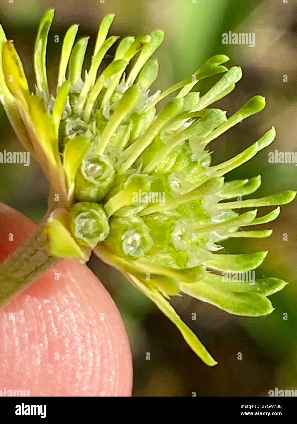 Marshallia obovata hi-res stock photography and images - Alamy
