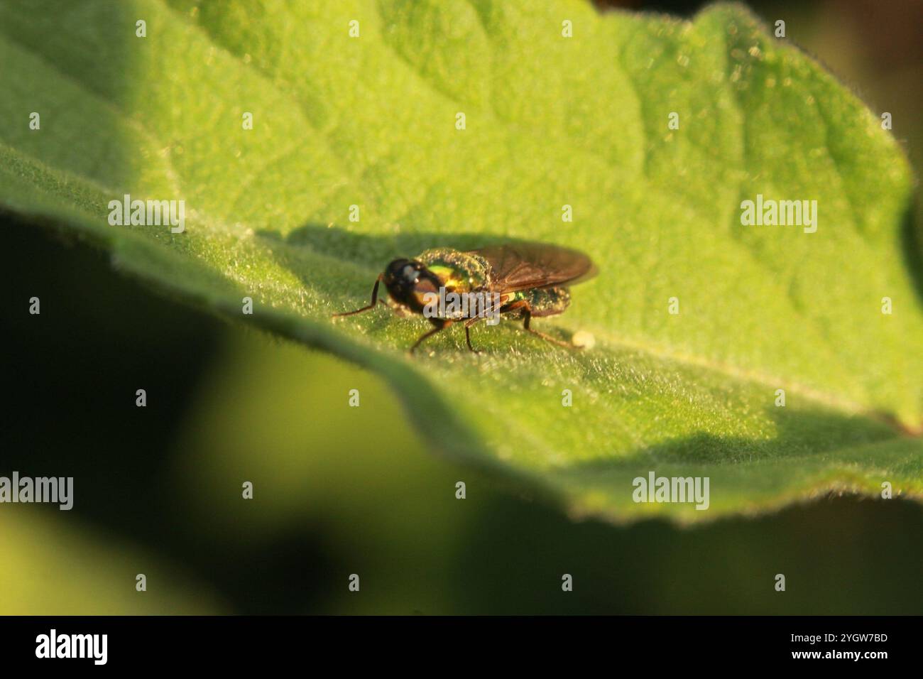 Chloromyia formosa hi-res stock photography and images - Alamy