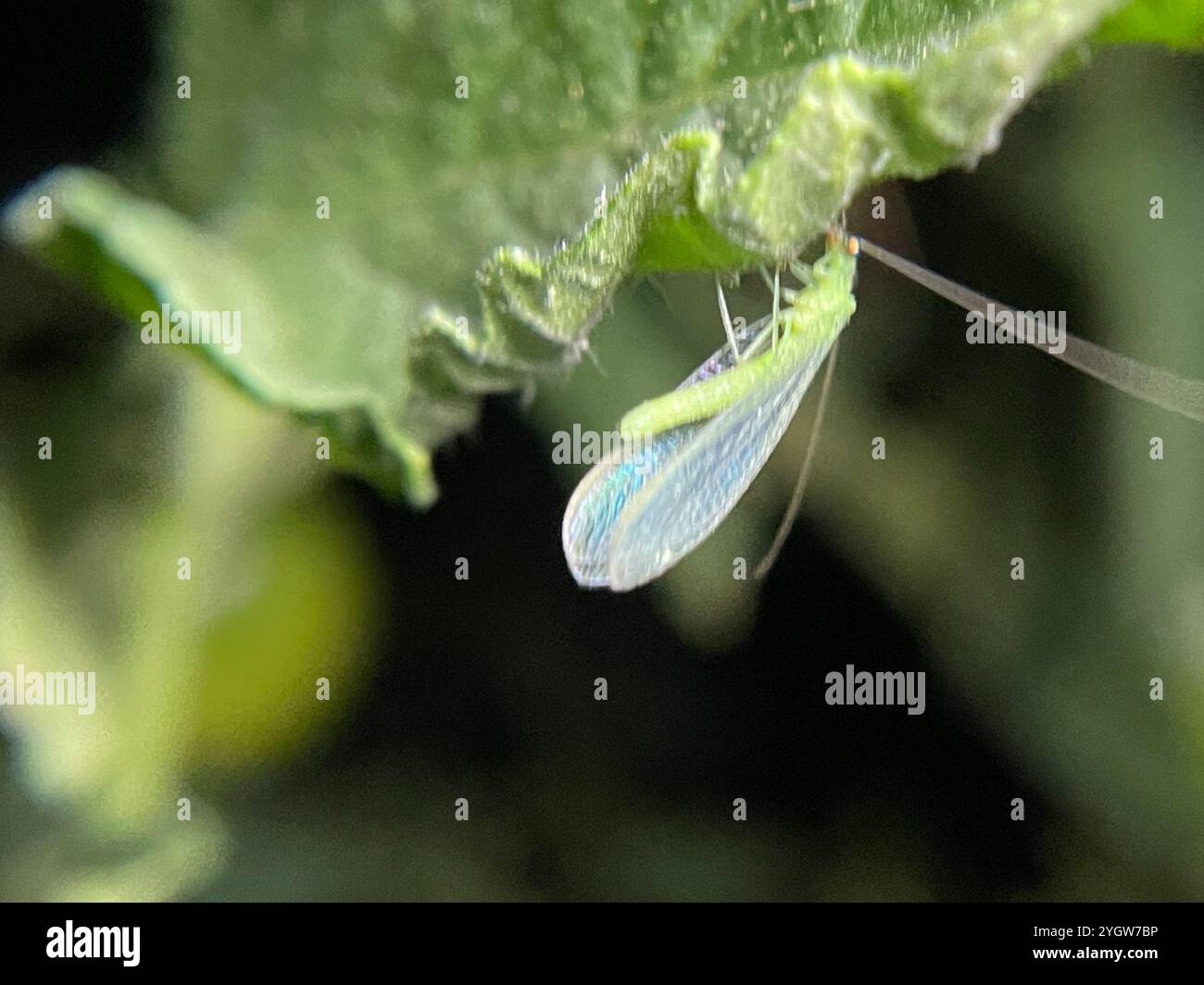 common green lacewings (Chrysoperla Stock Photo - Alamy