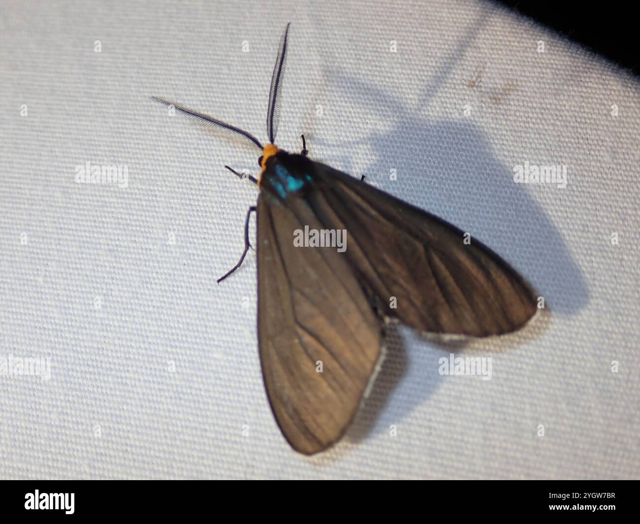 Virginia Ctenucha Moth (Ctenucha virginica Stock Photo - Alamy