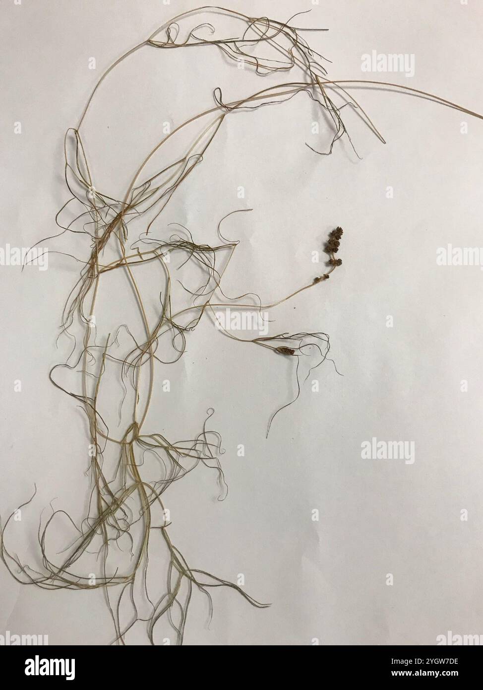 Potamogetonaceae family hi-res stock photography and images - Alamy