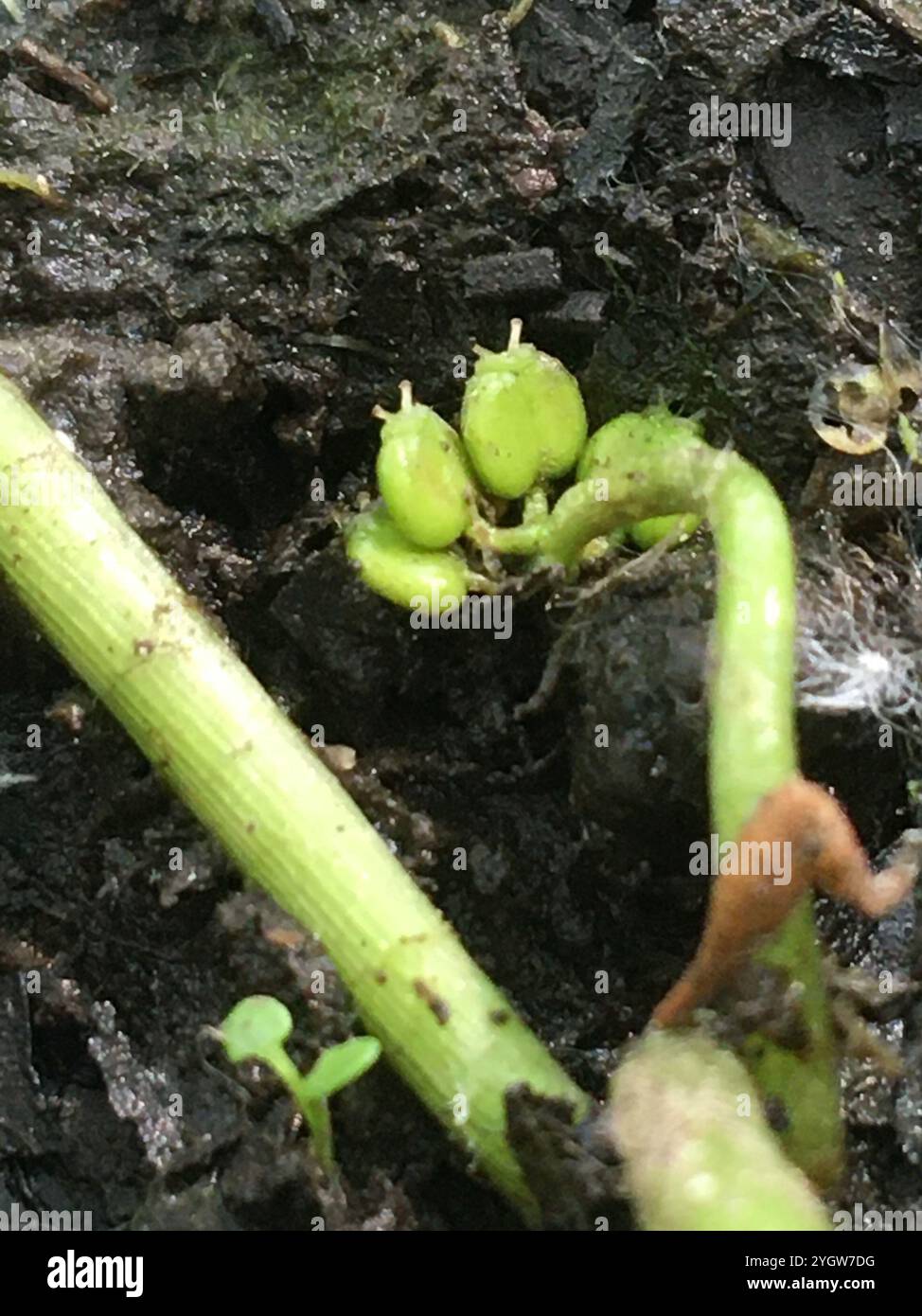 floating marsh pennywort (Hydrocotyle ranunculoides Stock Photo - Alamy