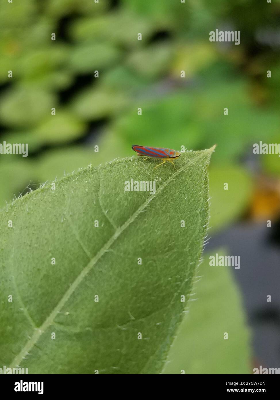 Red-banded Leafhopper (Graphocephala coccinea Stock Photo - Alamy