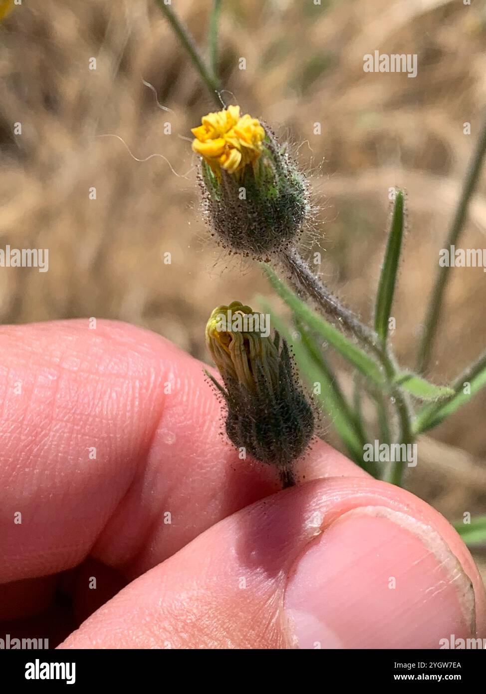 Common Madia (Madia elegans Stock Photo - Alamy