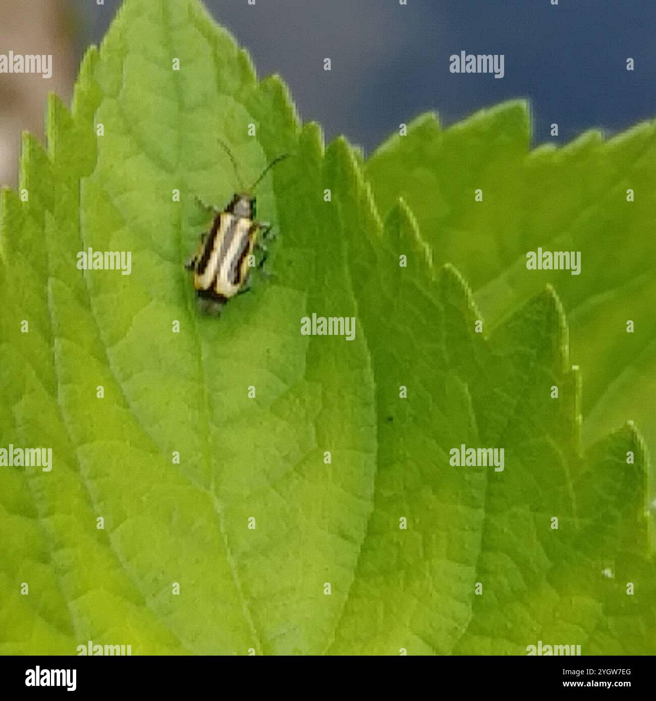 Alligatorweed Flea Beetle (Agasicles hygrophila Stock Photo - Alamy