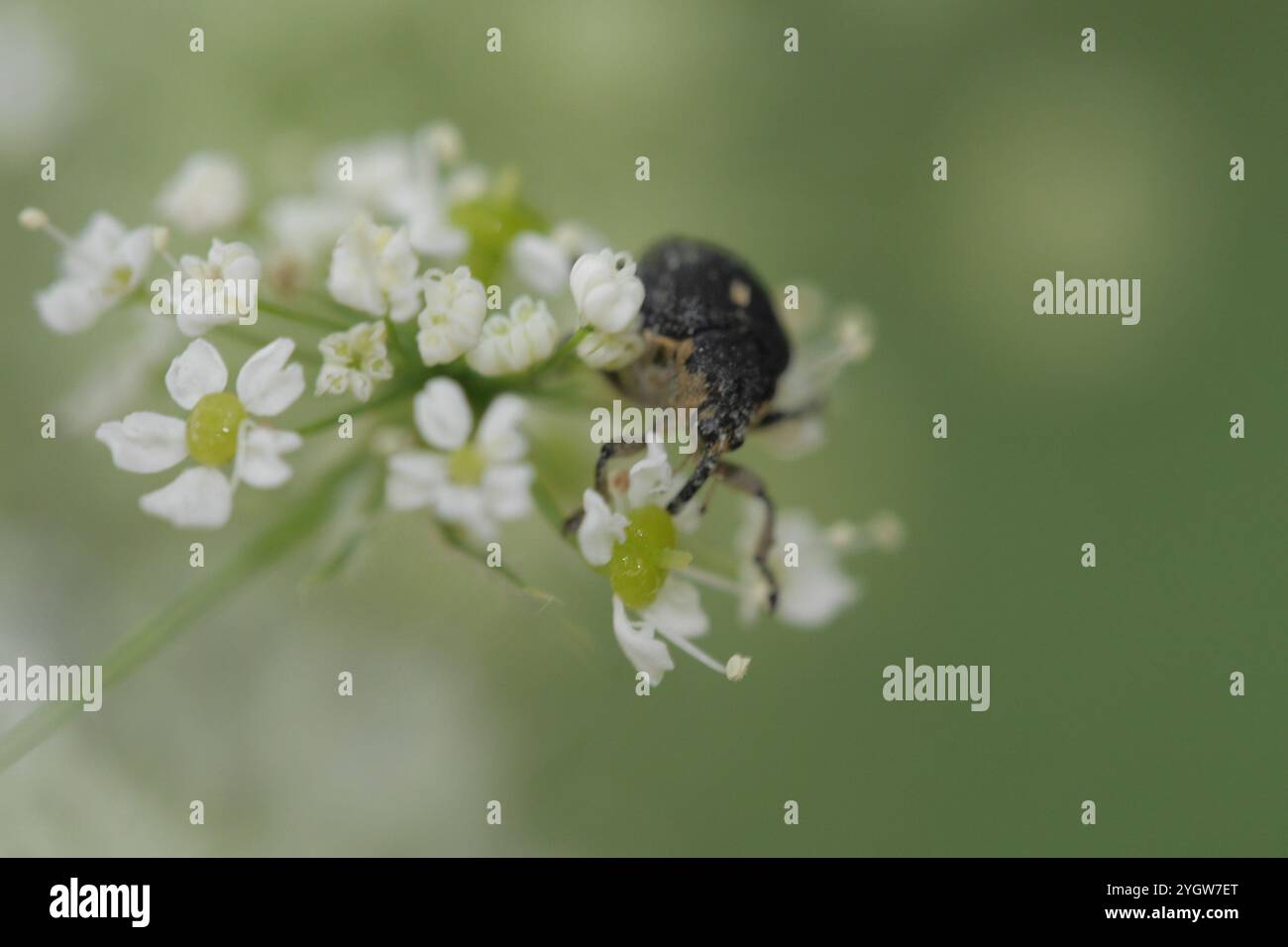 Punctumalbum hi-res stock photography and images - Alamy