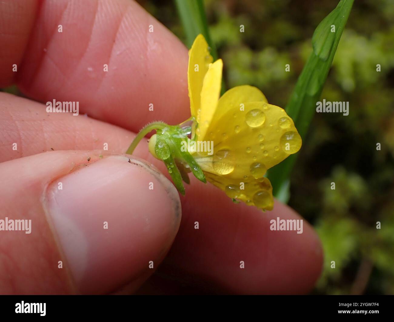 stream violet (Viola glabella Stock Photo - Alamy