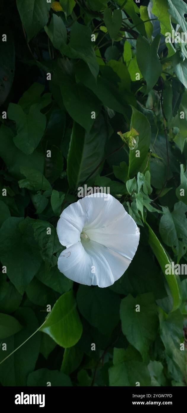 large bindweed (Calystegia silvatica Stock Photo - Alamy