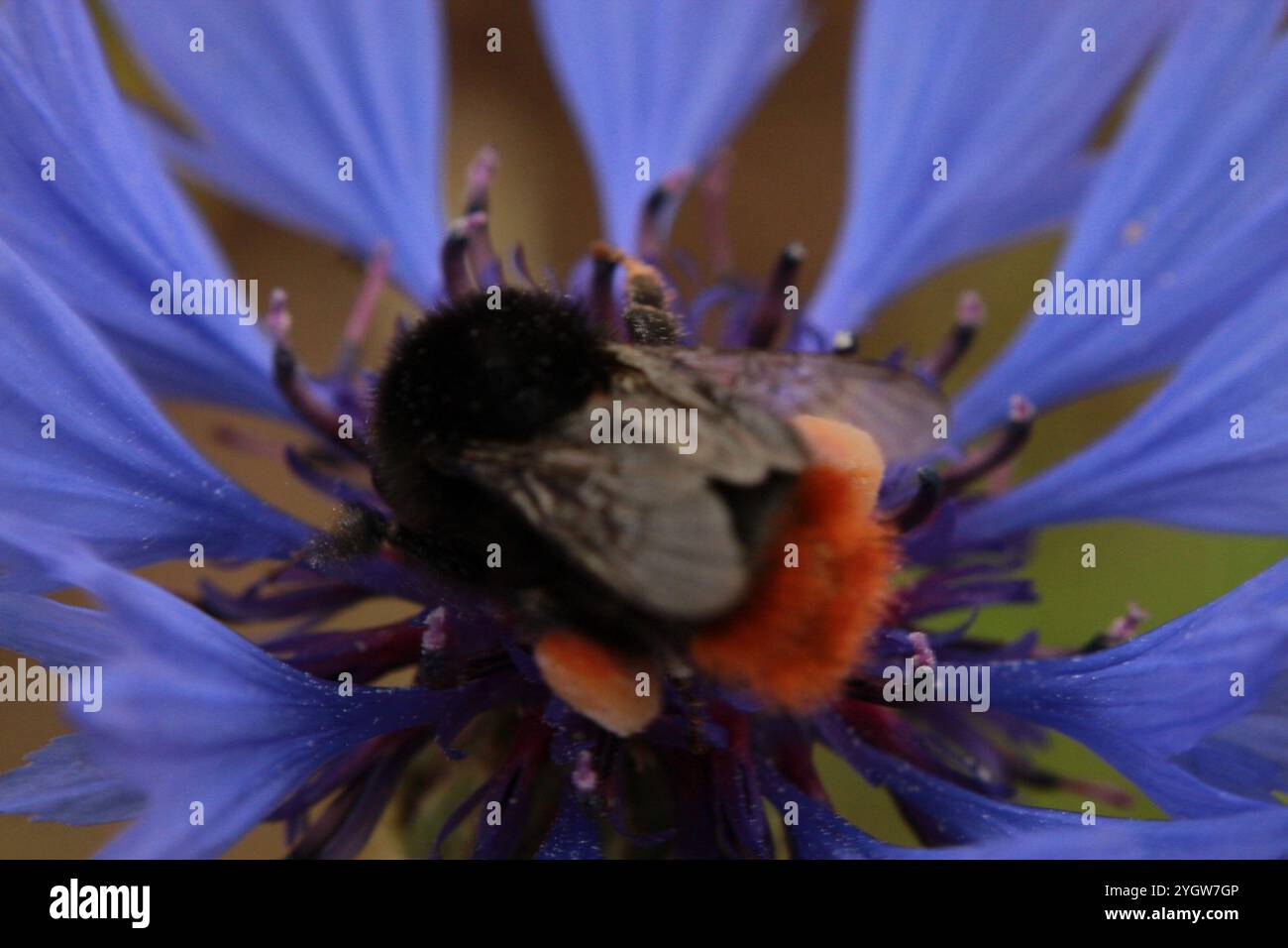 Red-tailed Bumble Bee (Bombus lapidarius Stock Photo - Alamy