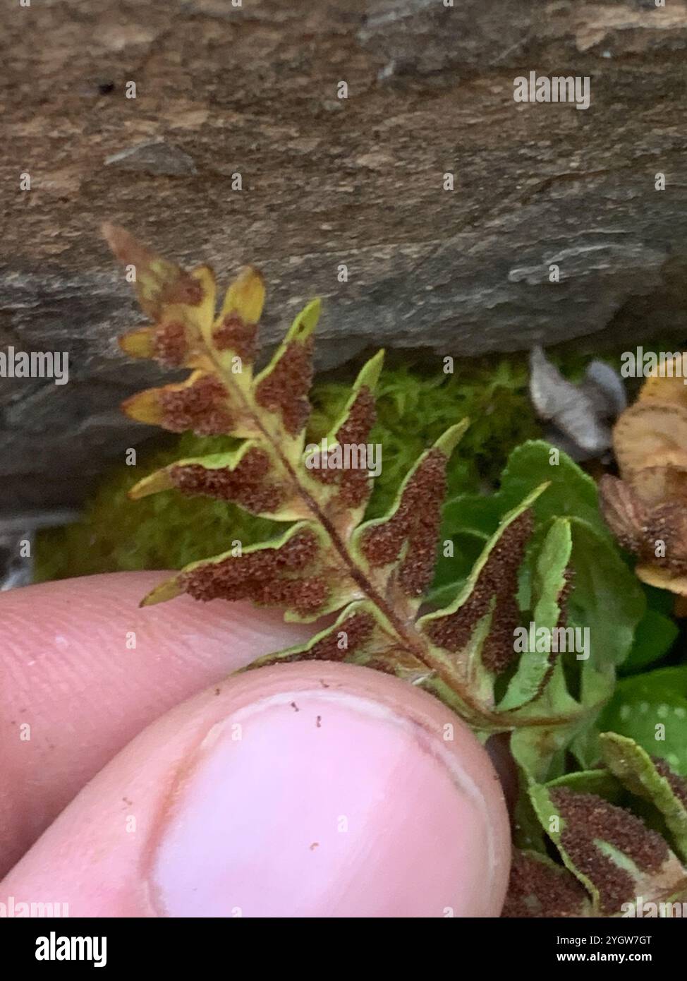 western polypody (Polypodium hesperium Stock Photo - Alamy