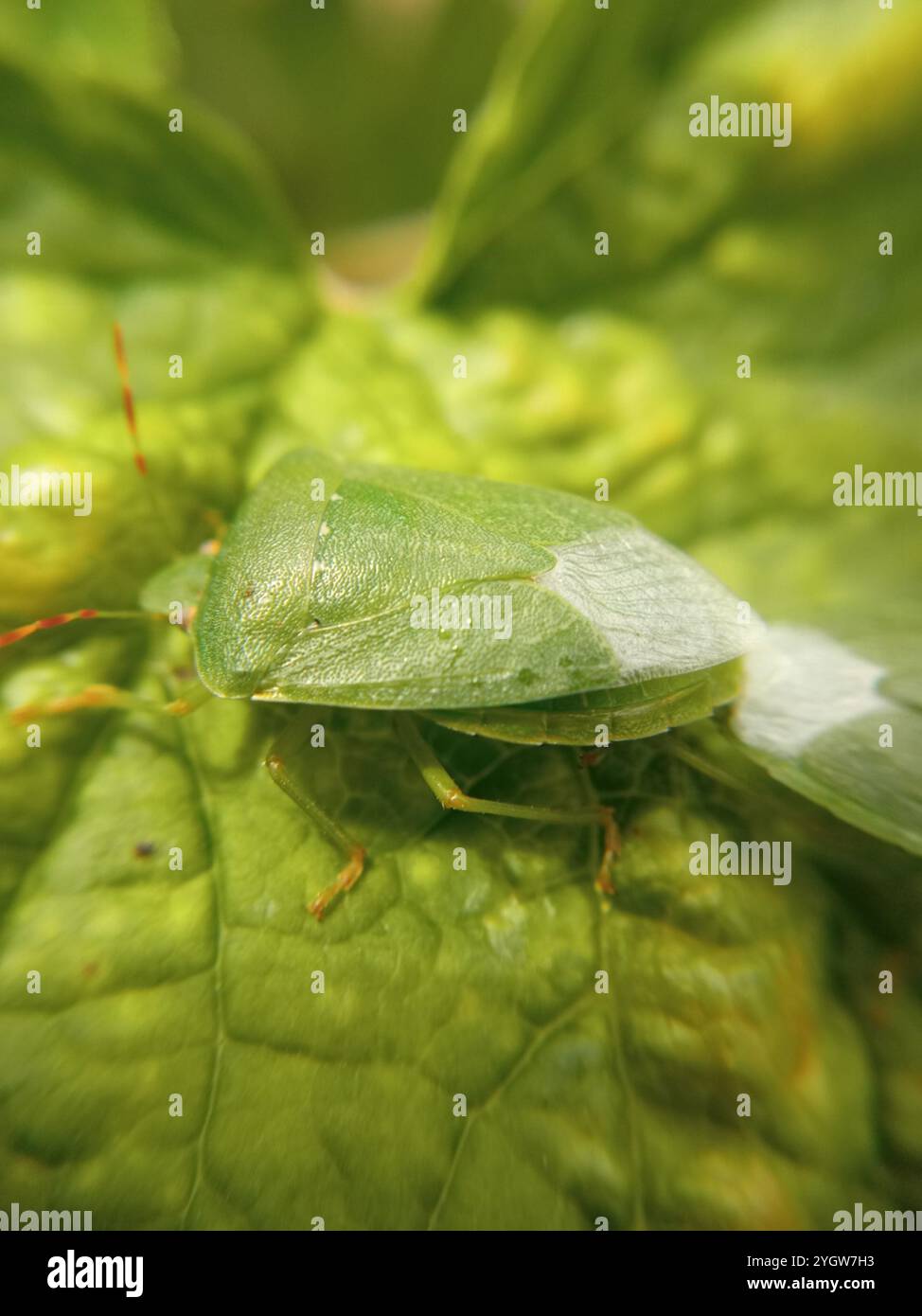 Southern Green Stink Bug (Nezara viridula Stock Photo - Alamy Southern Green Stink Bug (Nezara viridula Stock Photo - Alamy