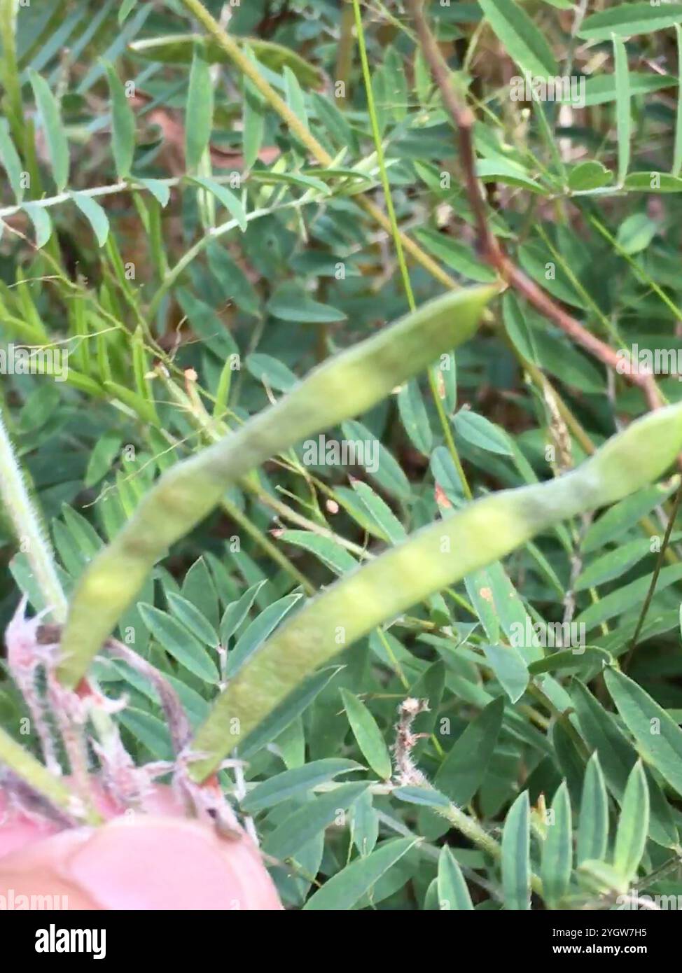 goat's rue (Tephrosia virginiana Stock Photo - Alamy