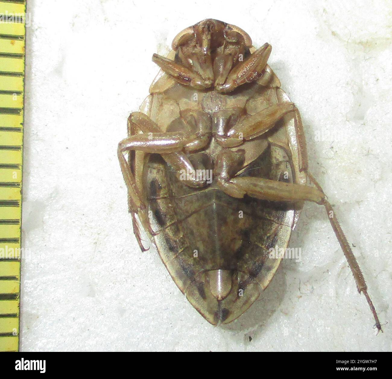 Elliptical Waterbugs (Appasus Stock Photo - Alamy