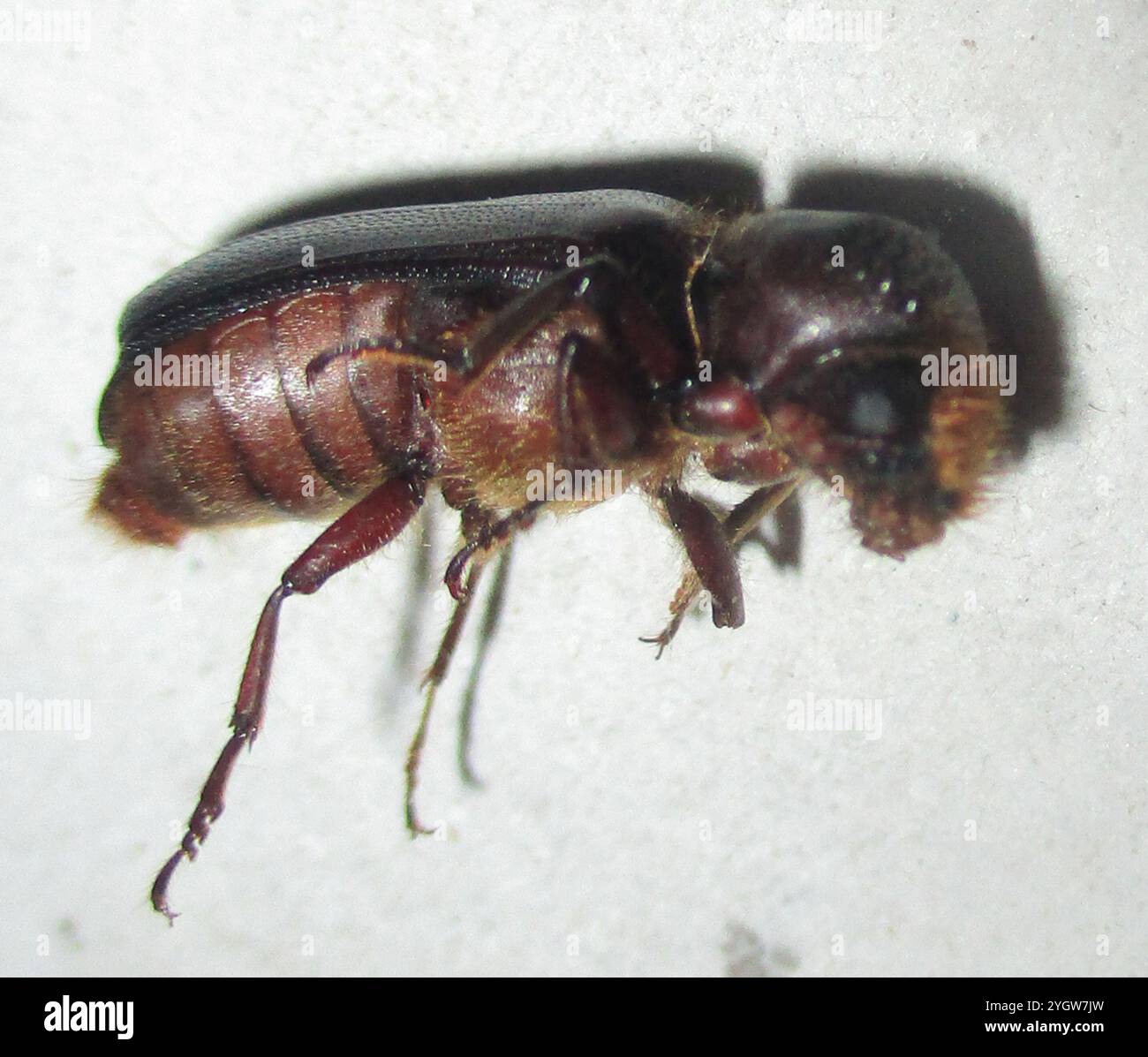 Auger Beetles (Bostrichidae Stock Photo - Alamy
