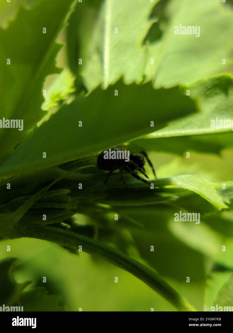 Napoleon Spider (Synema globosum Stock Photo - Alamy